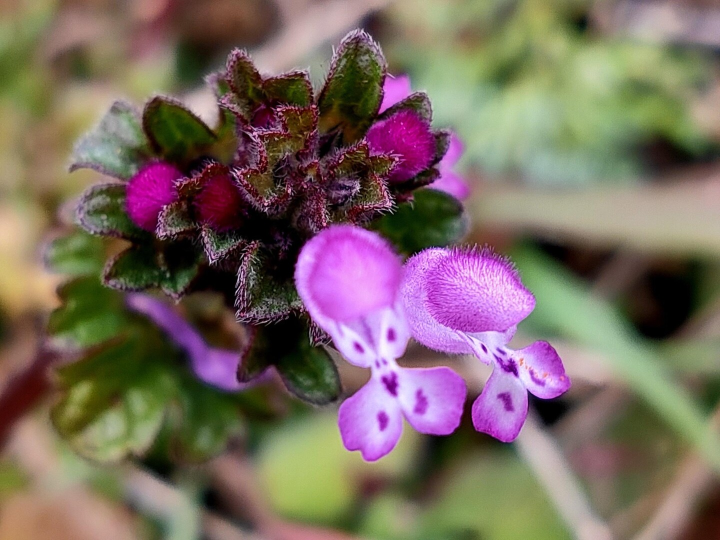 丸山-2023-02-19 / masatoさんの丸山・日向山の活動データ | YAMAP / ヤマップ