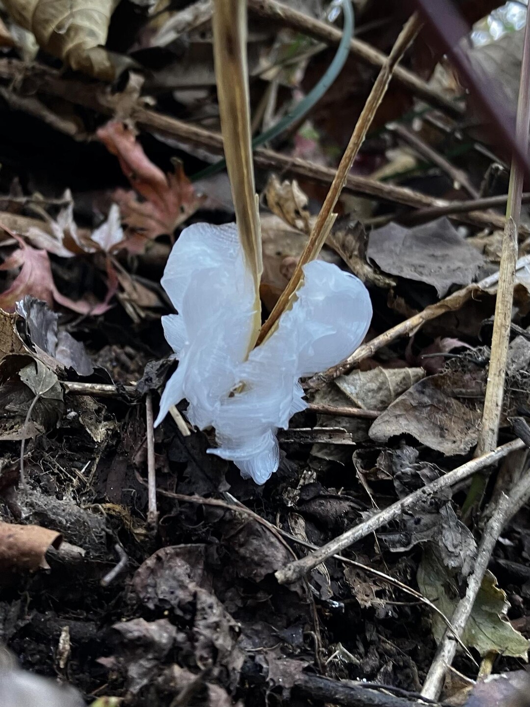 登り納め。高尾山・小仏城山 ︎♨️🍺 / Yujicさんの高尾山・陣馬山・景信山の活動データ | YAMAP / ヤマップ
