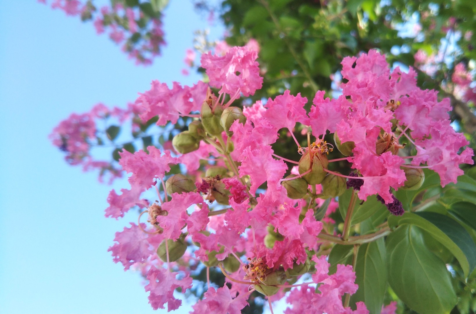 夕方お散歩〜。 近所の街路樹サルスベリが... / まさ〜さんのモーメント | YAMAP / ヤマップ
