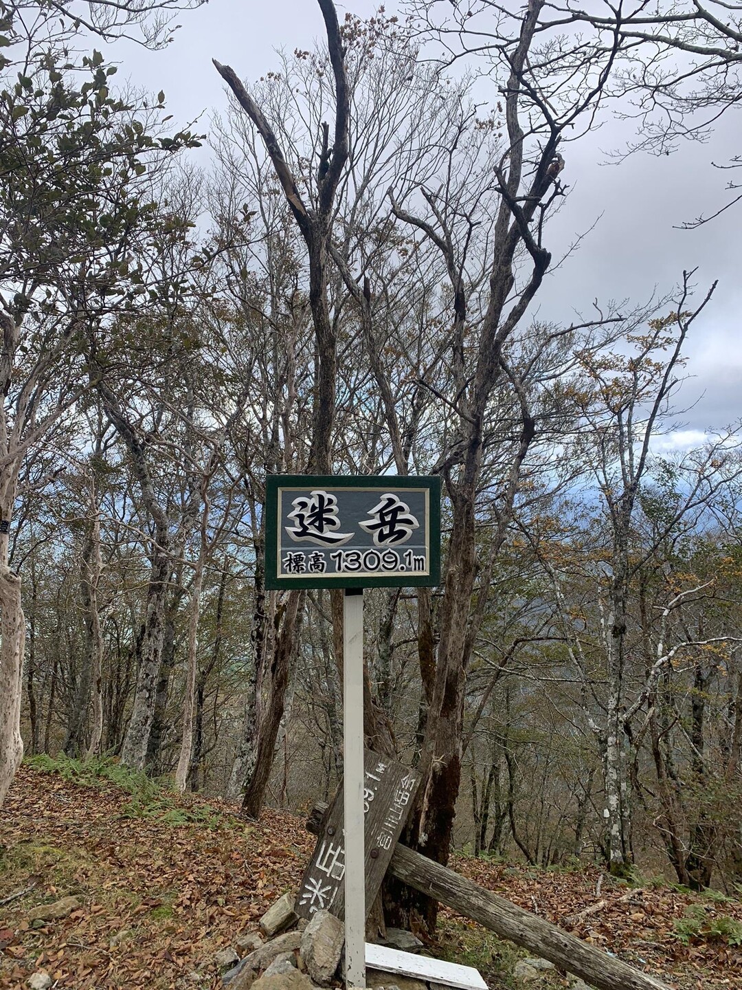 迷岳・口迷岳〜庵の谷林道より〜 / yattinさんの迷岳・白倉山・古ヶ丸山の活動データ | YAMAP / ヤマップ