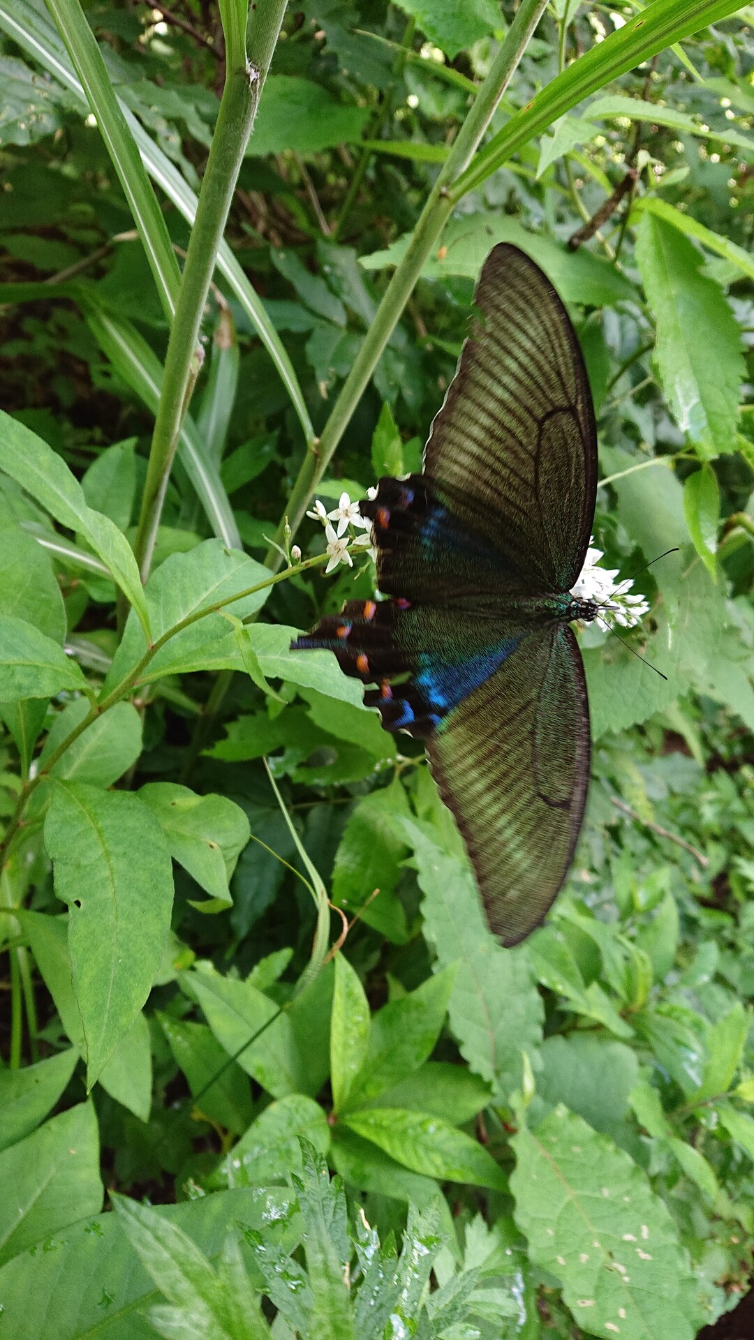 Housaさんの投稿したフィールドメモ | YAMAP / ヤマップ