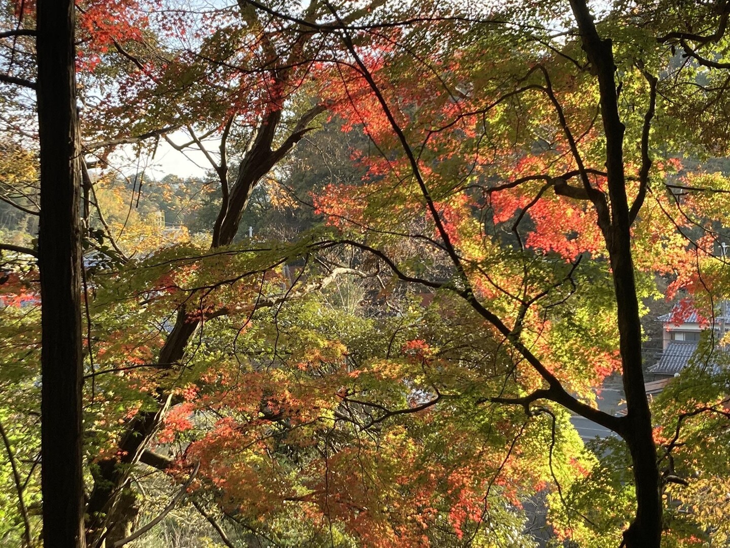 峰山愛宕山 / PB-4さんの久次岳の活動データ | YAMAP / ヤマップ