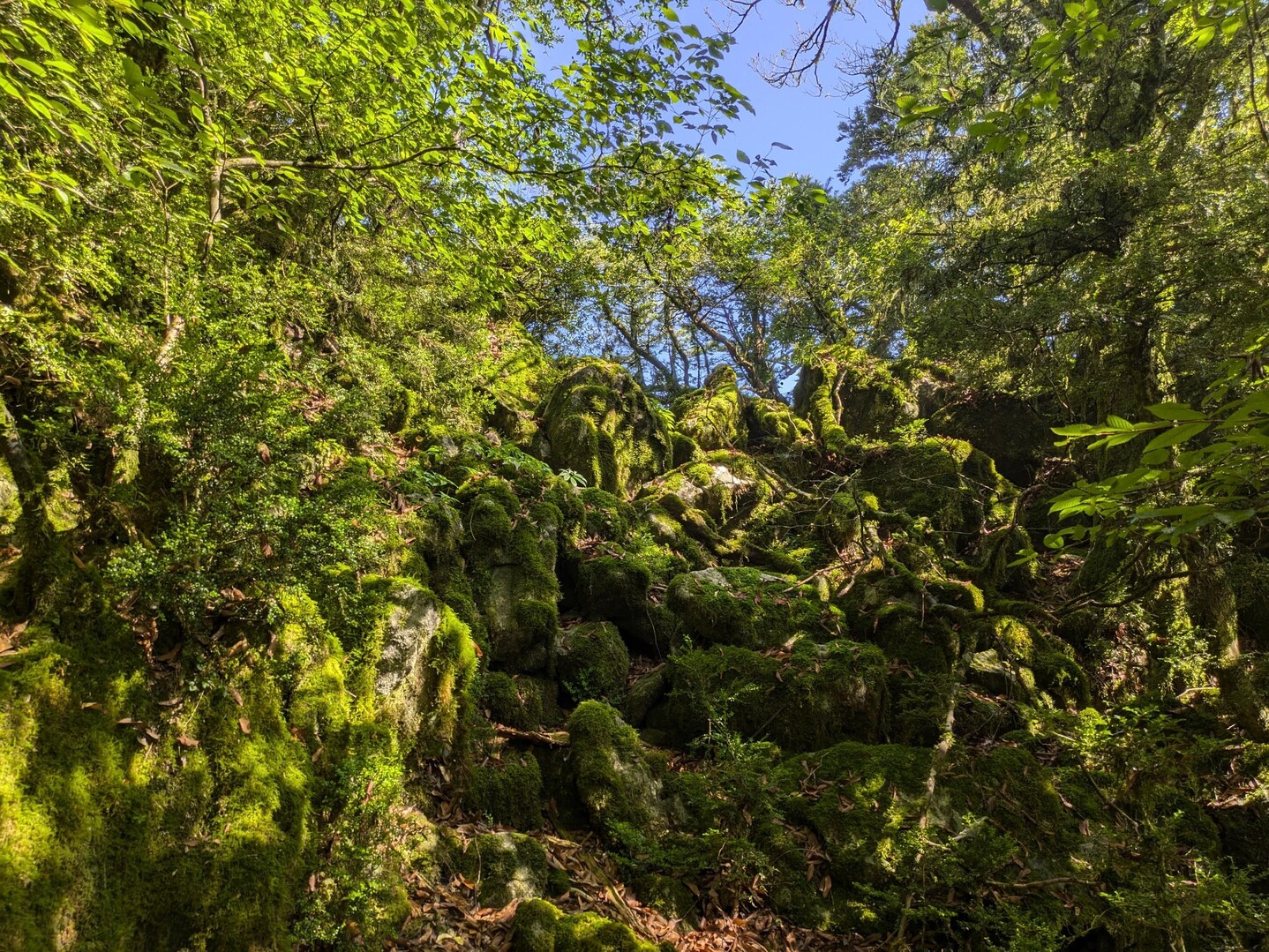 古処山 / you1さんの古処山・屏山・馬見山・江川岳の活動日記 | YAMAP / ヤマップ