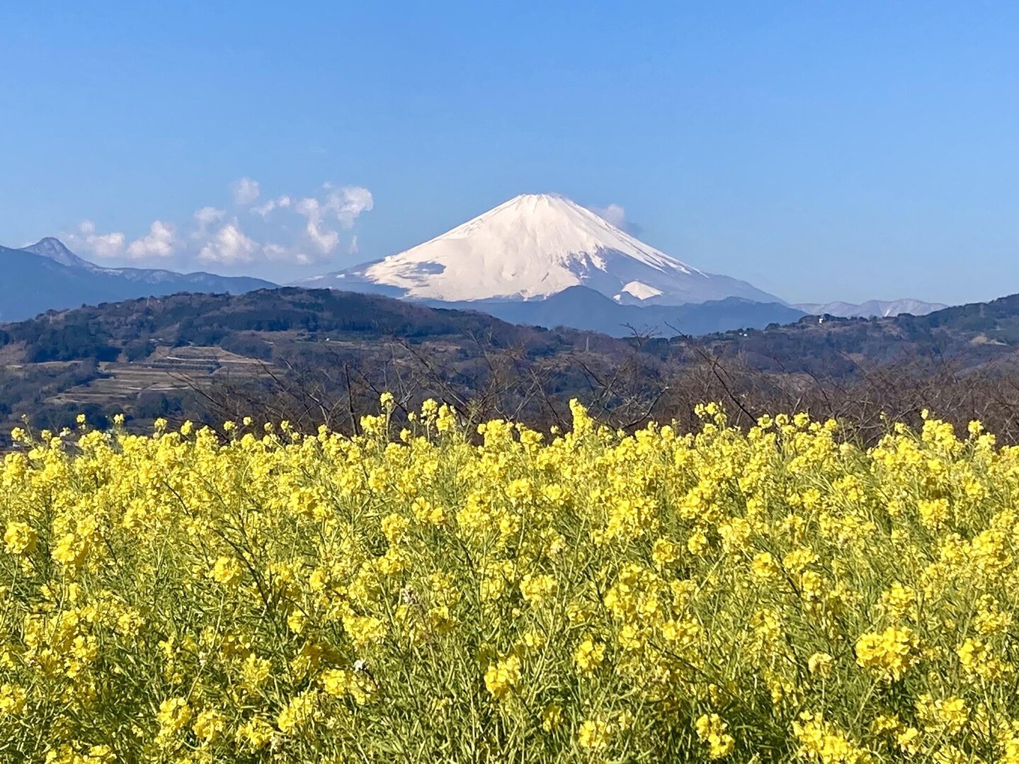 吾妻山 / cyさんの高麗山・湘南平・鷹取山の活動データ | YAMAP / ヤマップ