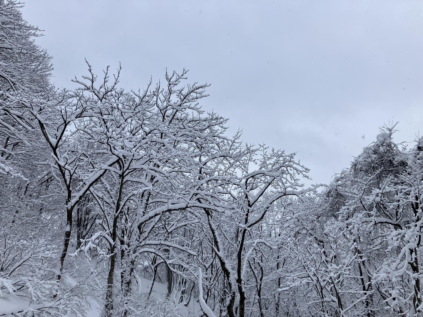 二王子岳-2024-12-14 / kiku._.yokoさんの二王子岳の活動データ | YAMAP / ヤマップ