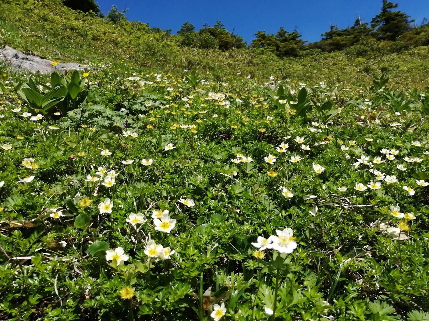 花の百名山「至仏山」 / SHIN-1さんの尾瀬・燧ヶ岳の活動データ | YAMAP / ヤマップ