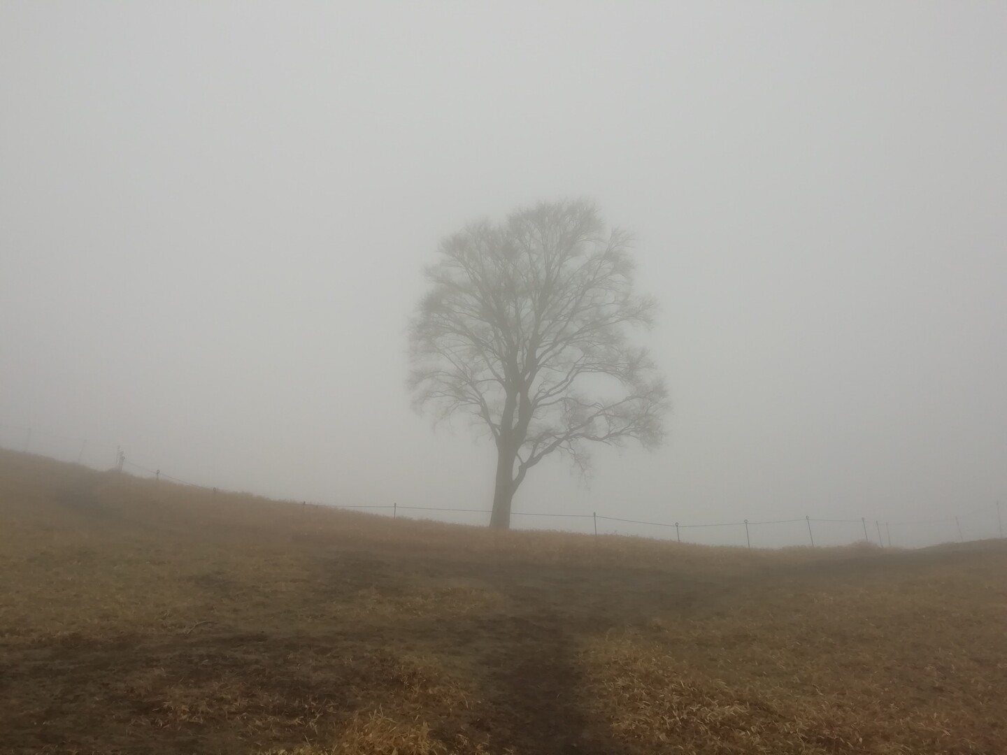 真っ白に佇む孤高のブナ。中倉山 / hirokyuuさんの皇海山・袈裟丸山・庚申山の活動データ | YAMAP / ヤマップ