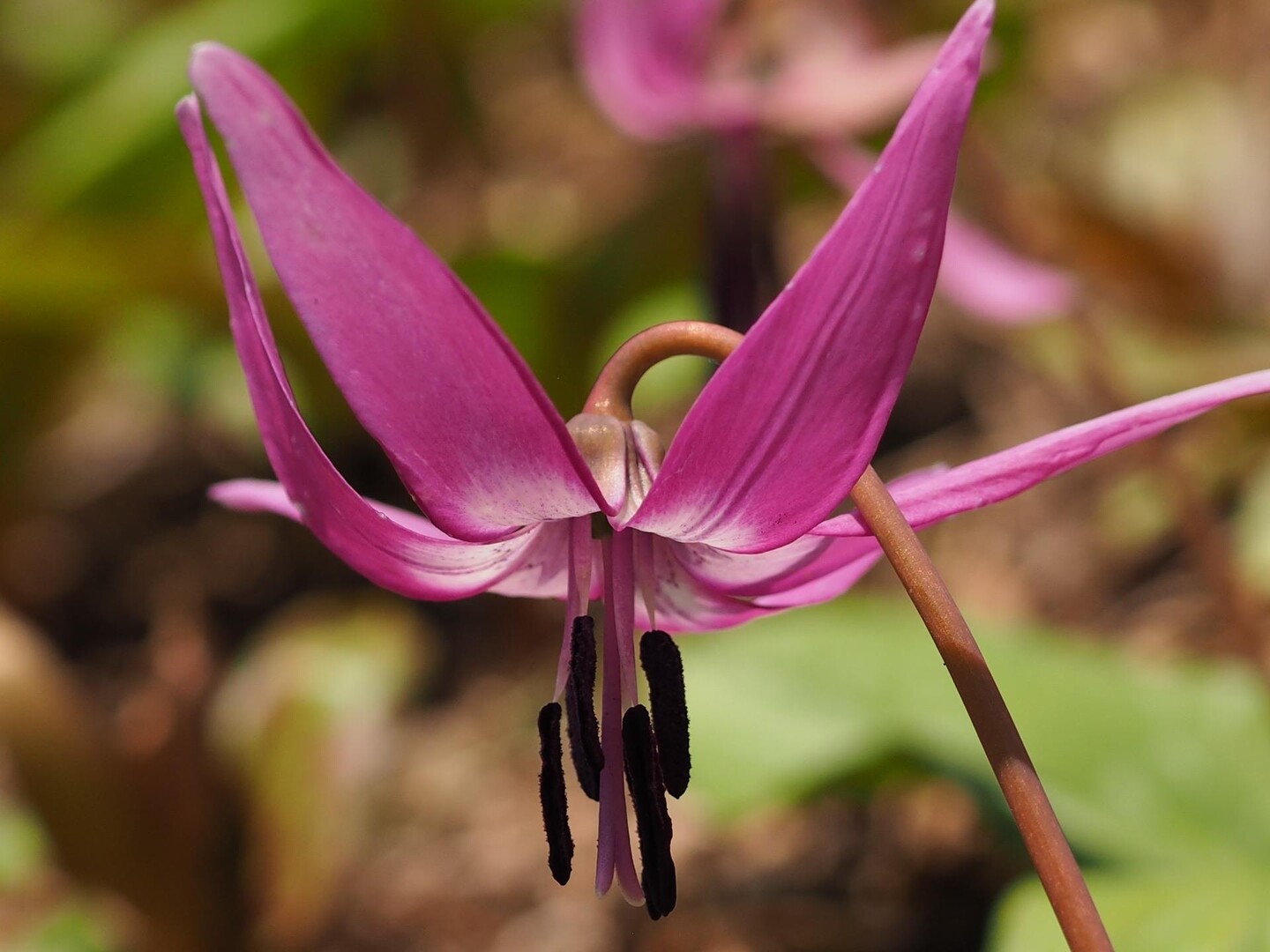 バテバテのオンソリ周回、最後はカタクリのご褒美😇 / TARUMIさんの大恐山・笈山・鉢伏山の活動データ | YAMAP / ヤマップ