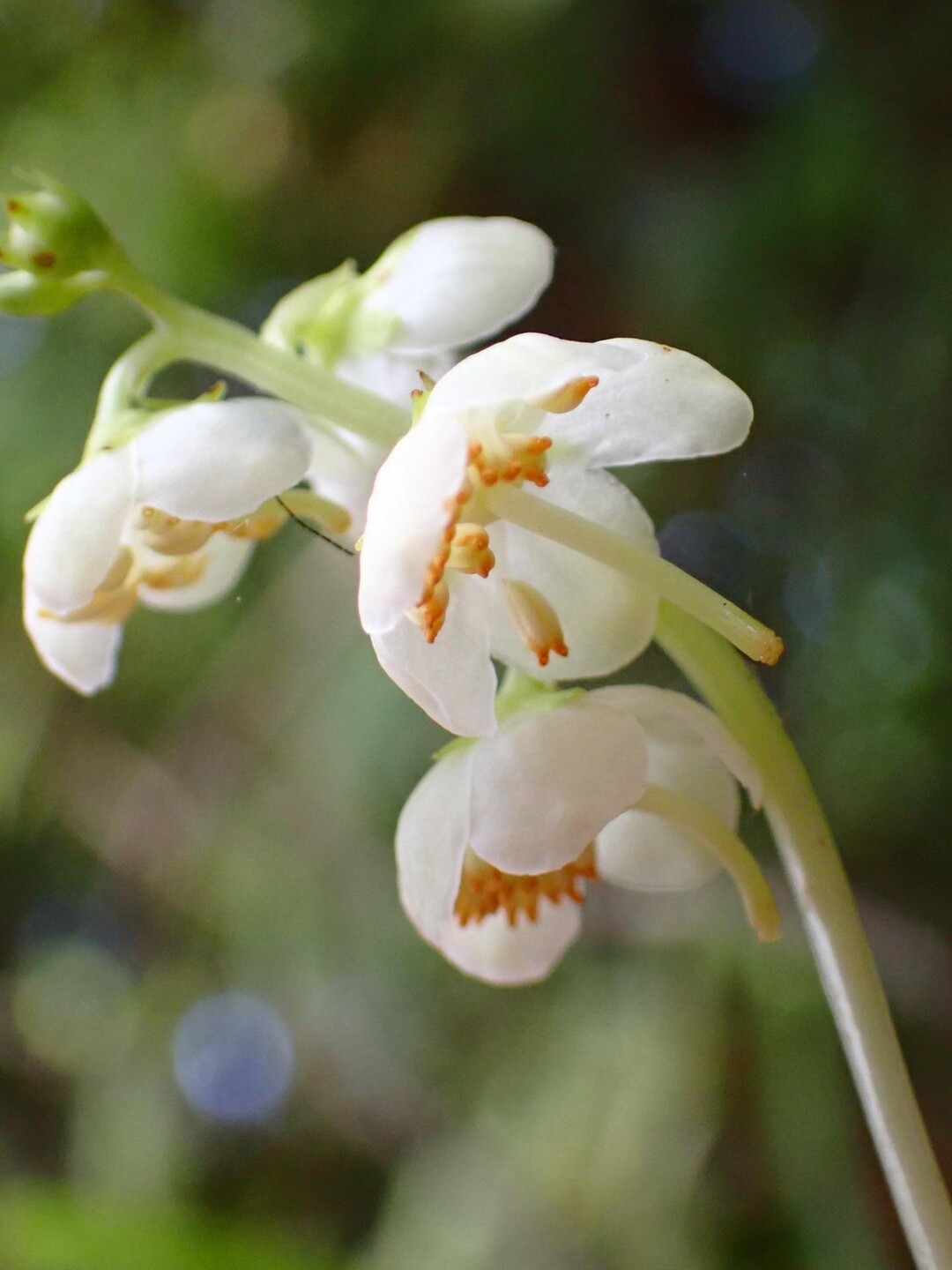 2週連続TKO / ゆみさんの田辺市・高尾山・龍神山・奇絶峡の活動データ | YAMAP / ヤマップ