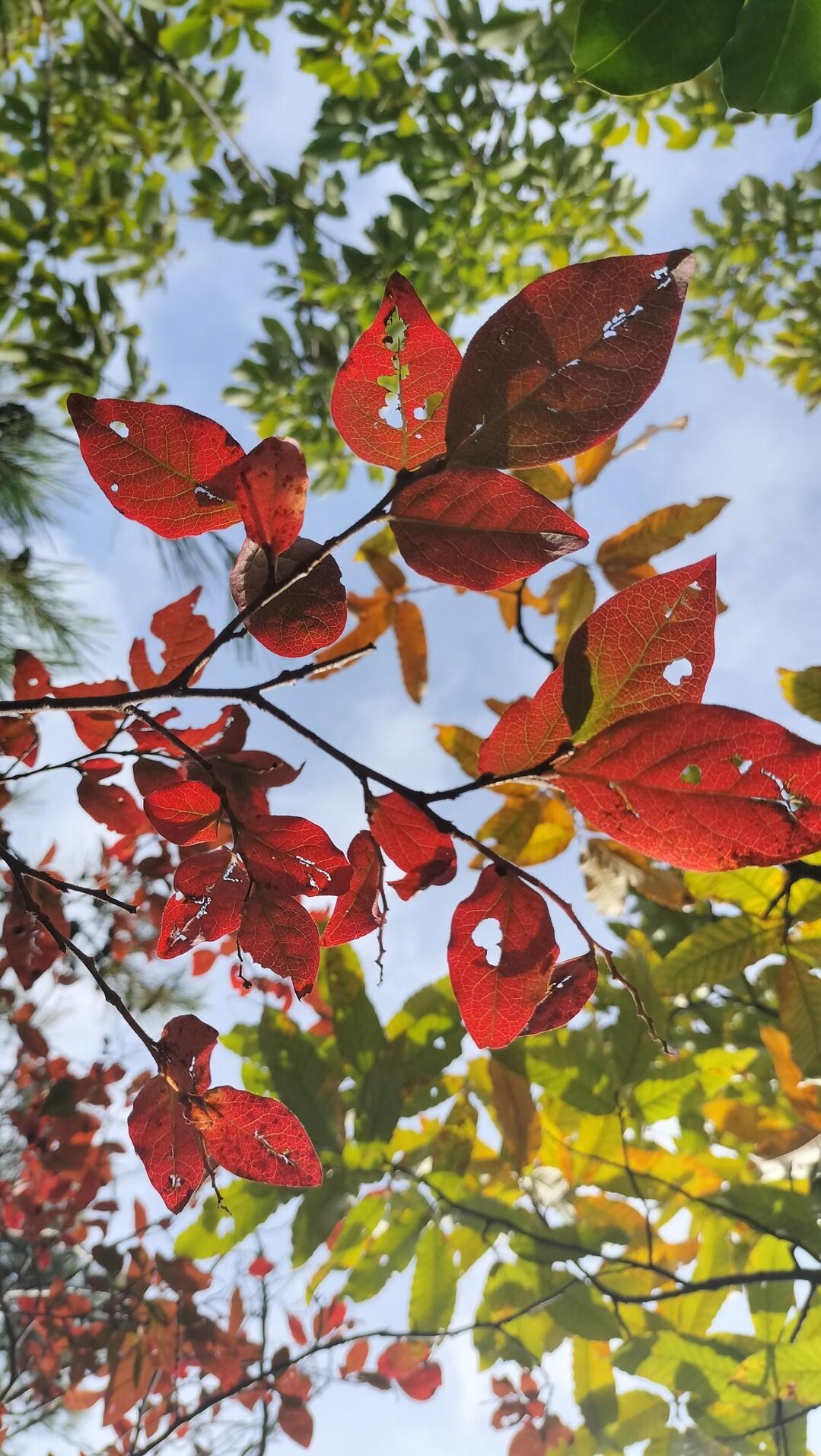 百々ヶ峰6 DoDo友・Gifu友 募集中 / PUKUDX SpSLw ぷくでらっくす・すーぱーすろうさんの百々ヶ峰・源太峰の活動データ | YAMAP / ヤマップ