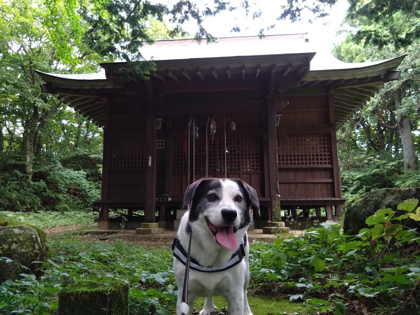 妙見山 / kuru−ruさんの高旗山の活動データ | YAMAP / ヤマップ