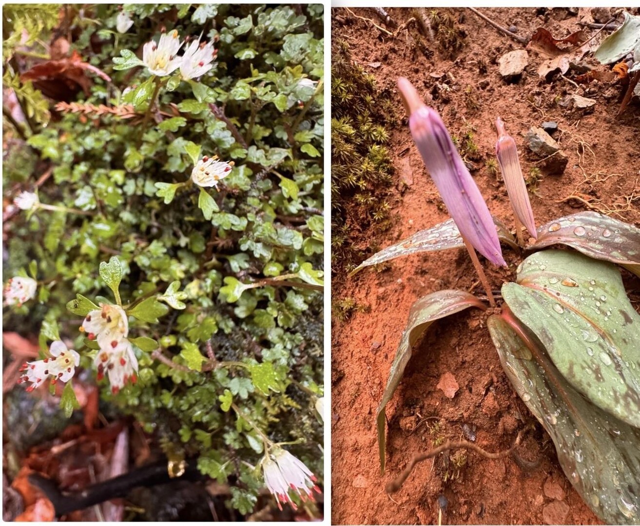 ハナ😻ネコノメソウ ️PART II / ｺﾖｩﾃ(coyote)さんの多高山の活動データ | YAMAP / ヤマップ