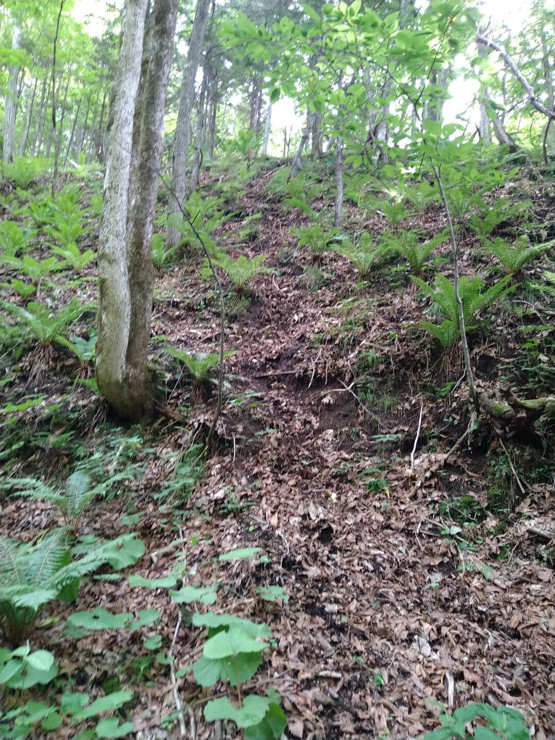 鹿の通り道。 沢沿いや斜面にやたら足跡つ... / パンツ男爵さんのモーメント | YAMAP / ヤマップ