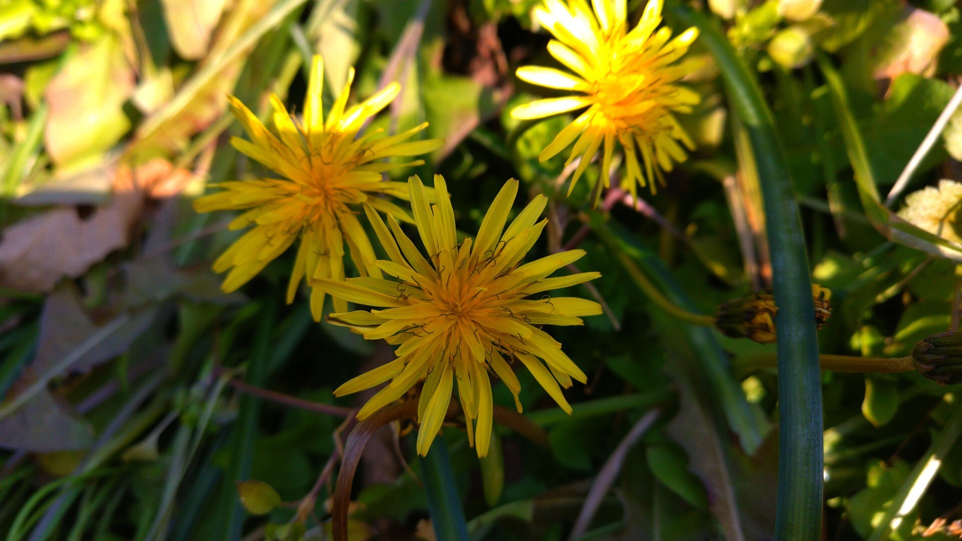 四国walkerさんと国道歩き / hiroko-s さんの登山の活動データ | YAMAP / ヤマップ