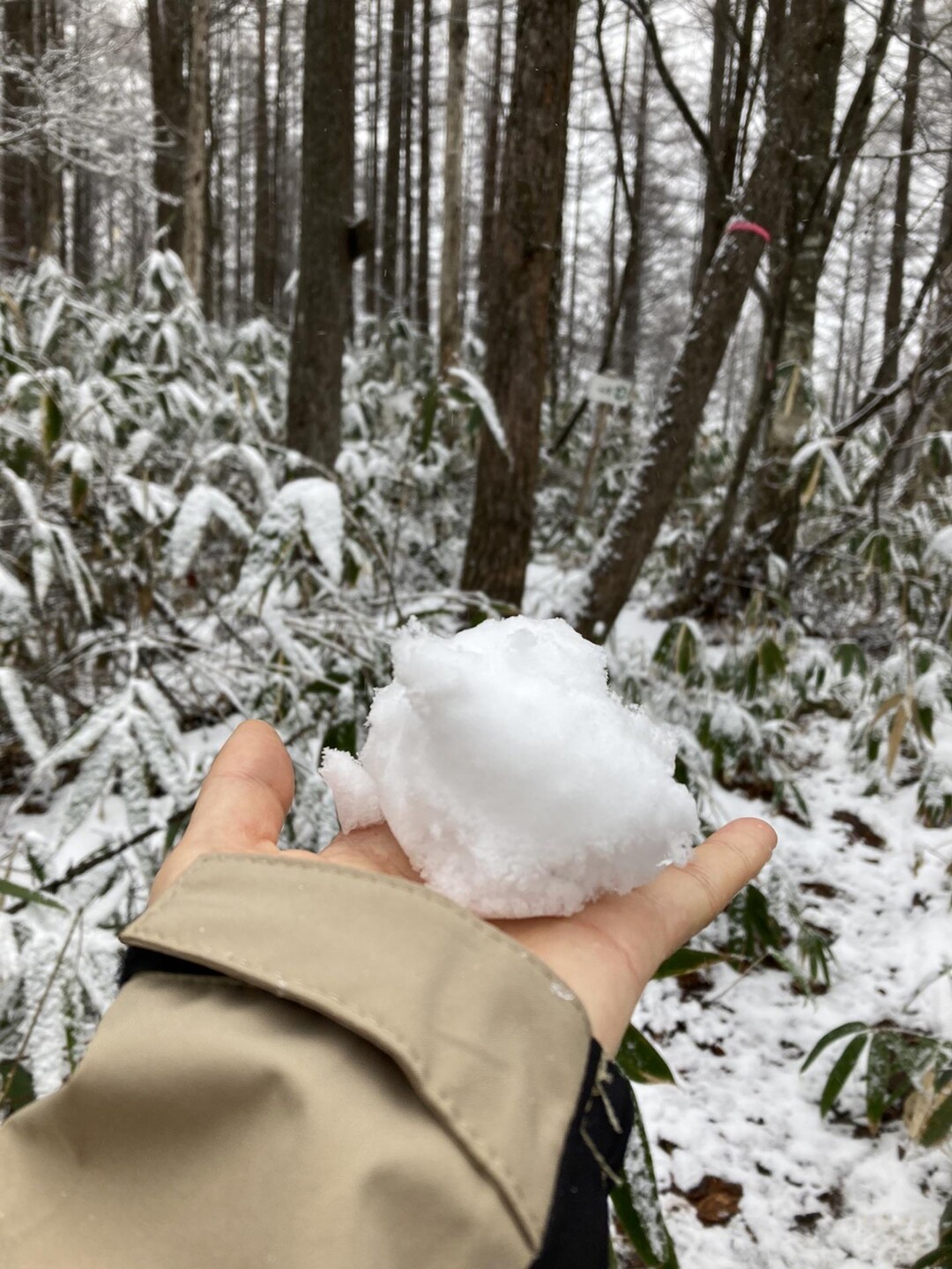 猪臥山 / ayakaさんの猪臥山の活動データ | YAMAP / ヤマップ