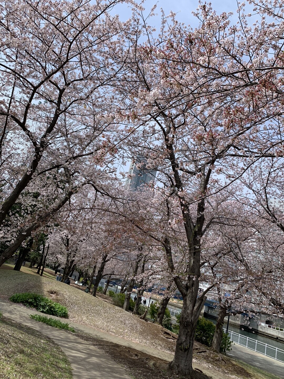 今日はレッスン後半、みんなでみなとみらい... / nonnonさんのモーメント | YAMAP / ヤマップ