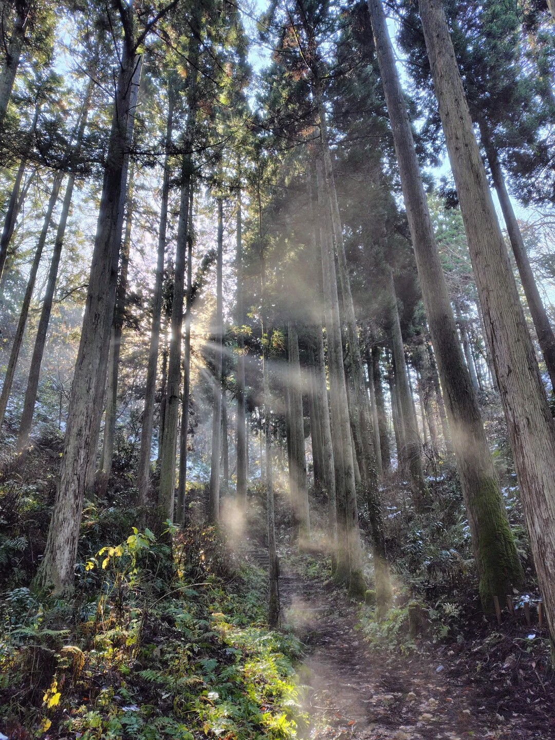 鵯山・天狗山 / zen sugiさんの頼成の森・天狗山の活動データ | YAMAP / ヤマップ