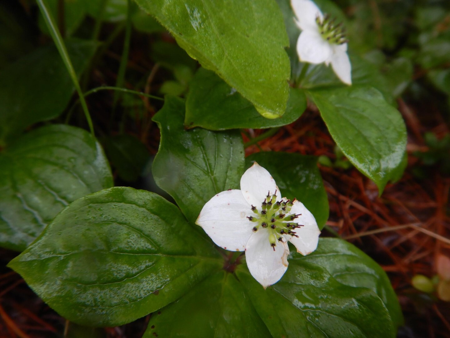 利尻山（利尻富士） / PON TWOさんの利尻山（利尻富士）の活動データ | YAMAP / ヤマップ