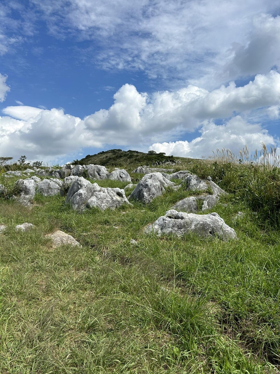 久しぶりの山だー！大平山・塔ヶ峯 / rieさんの平尾台・貫山・水晶山の活動データ | YAMAP / ヤマップ