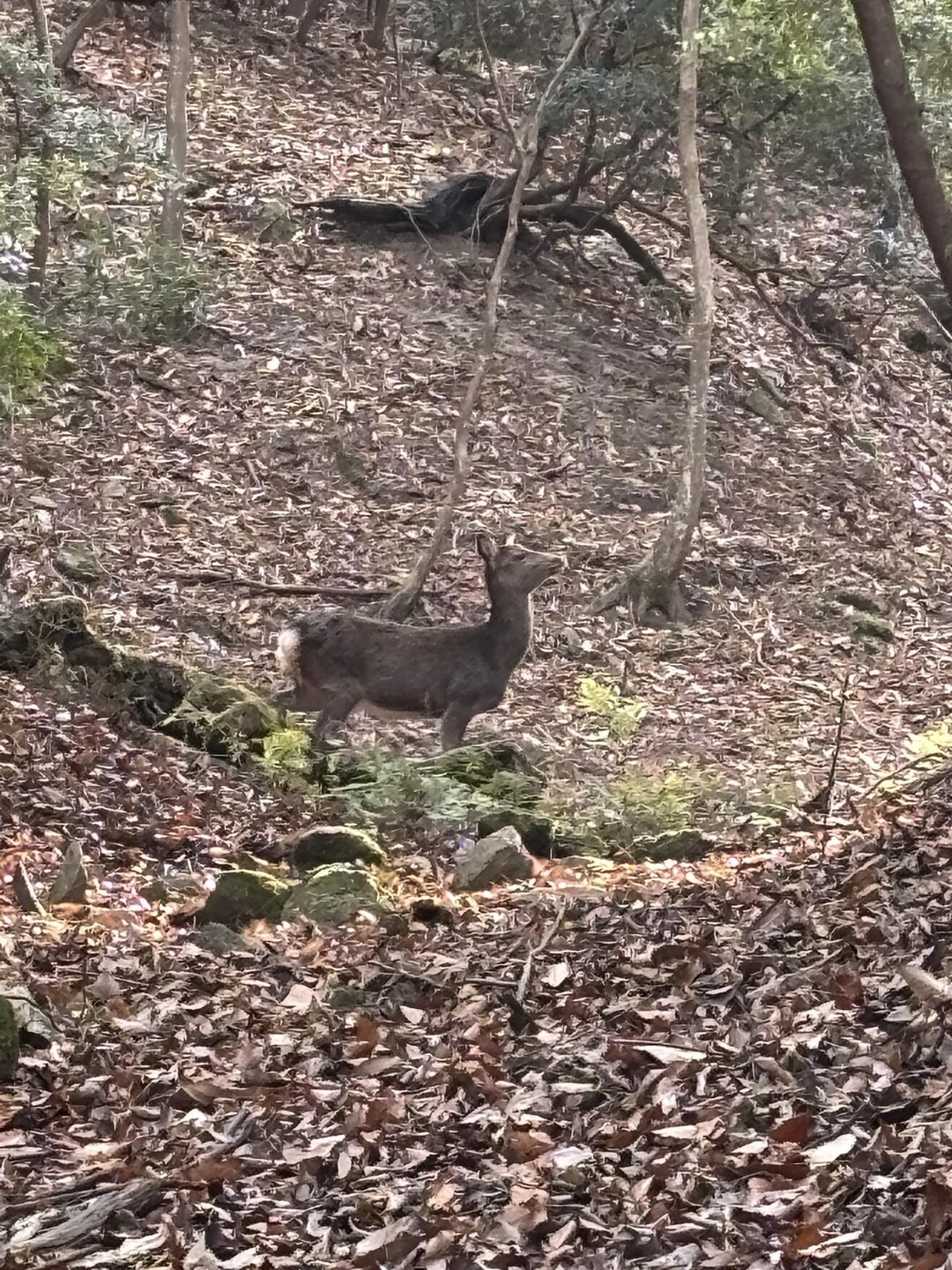 気の向くまま大文字山をぶらり / nogi5196さんの大文字山・如意ヶ嶽・稲荷山の活動データ | YAMAP / ヤマップ