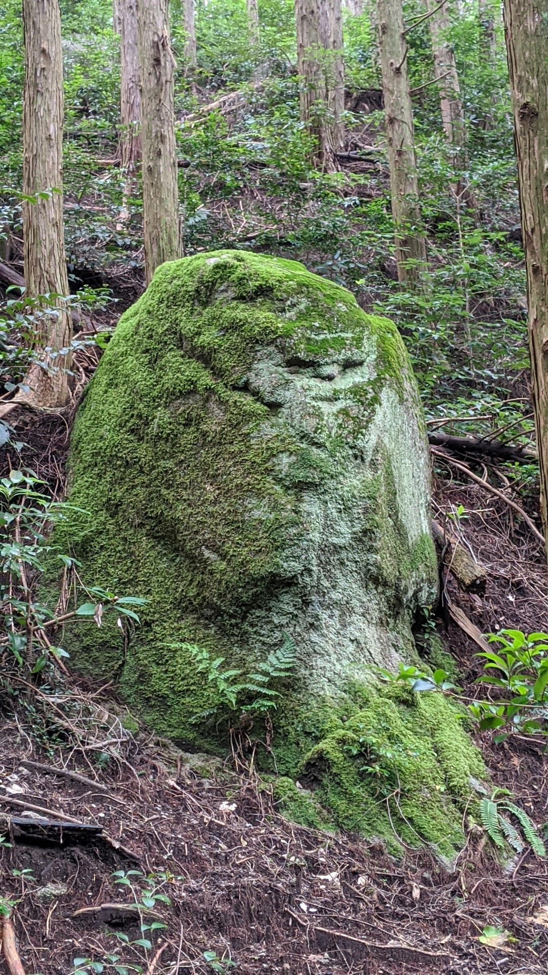 金立山でお見かけしたゴリラっぽい顔岩ww... / じゅんさんのモーメント | YAMAP / ヤマップ