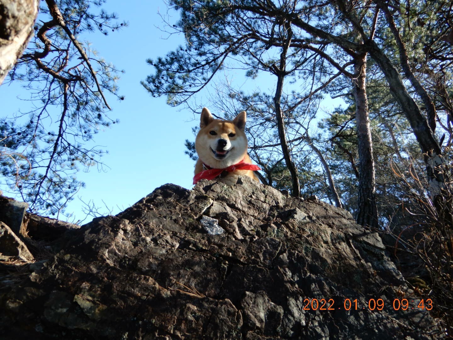 久々にワンコと仙人ヶ岳へ / momotiさんの両崖山・仙人ヶ岳・石尊山の活動データ | YAMAP / ヤマップ