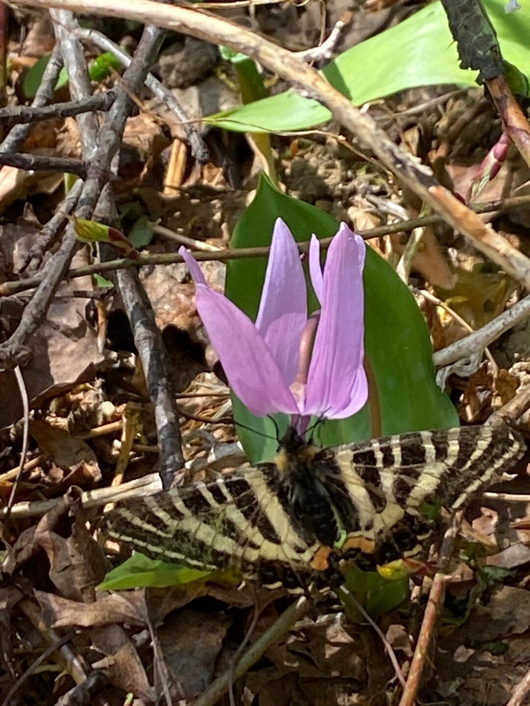 南条八石山（下八石山） / tatatuさんの八石山の活動データ | YAMAP / ヤマップ