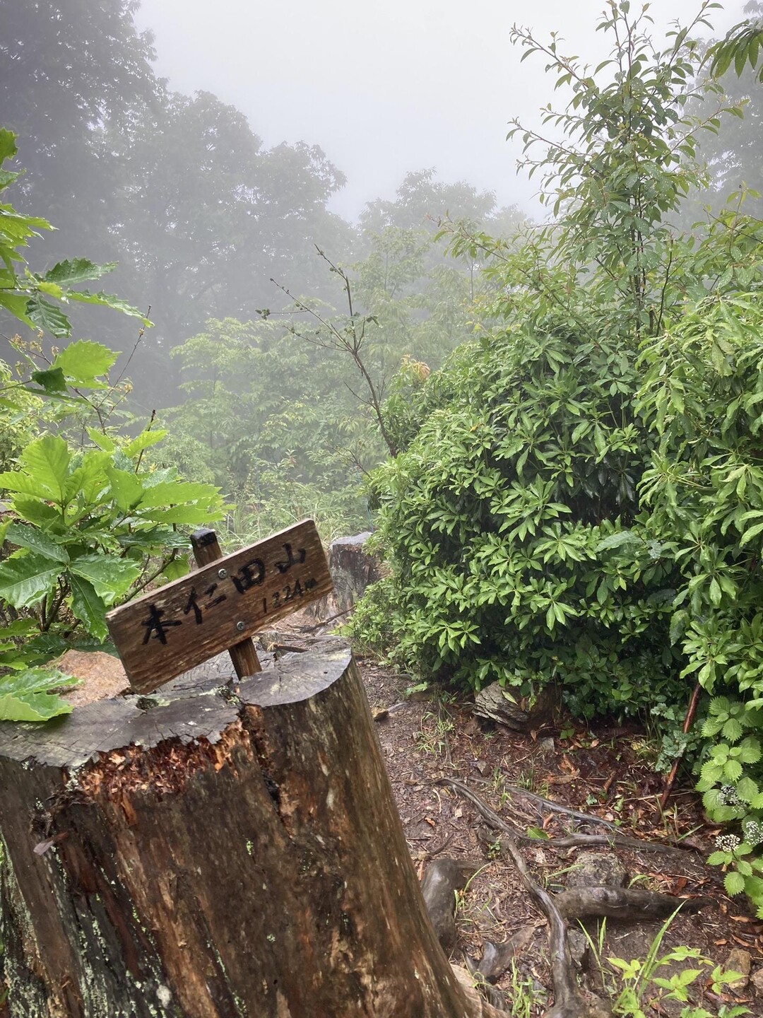 本仁田山 in the rain / ysさんの川苔山（川乗山）の活動データ | YAMAP / ヤマップ