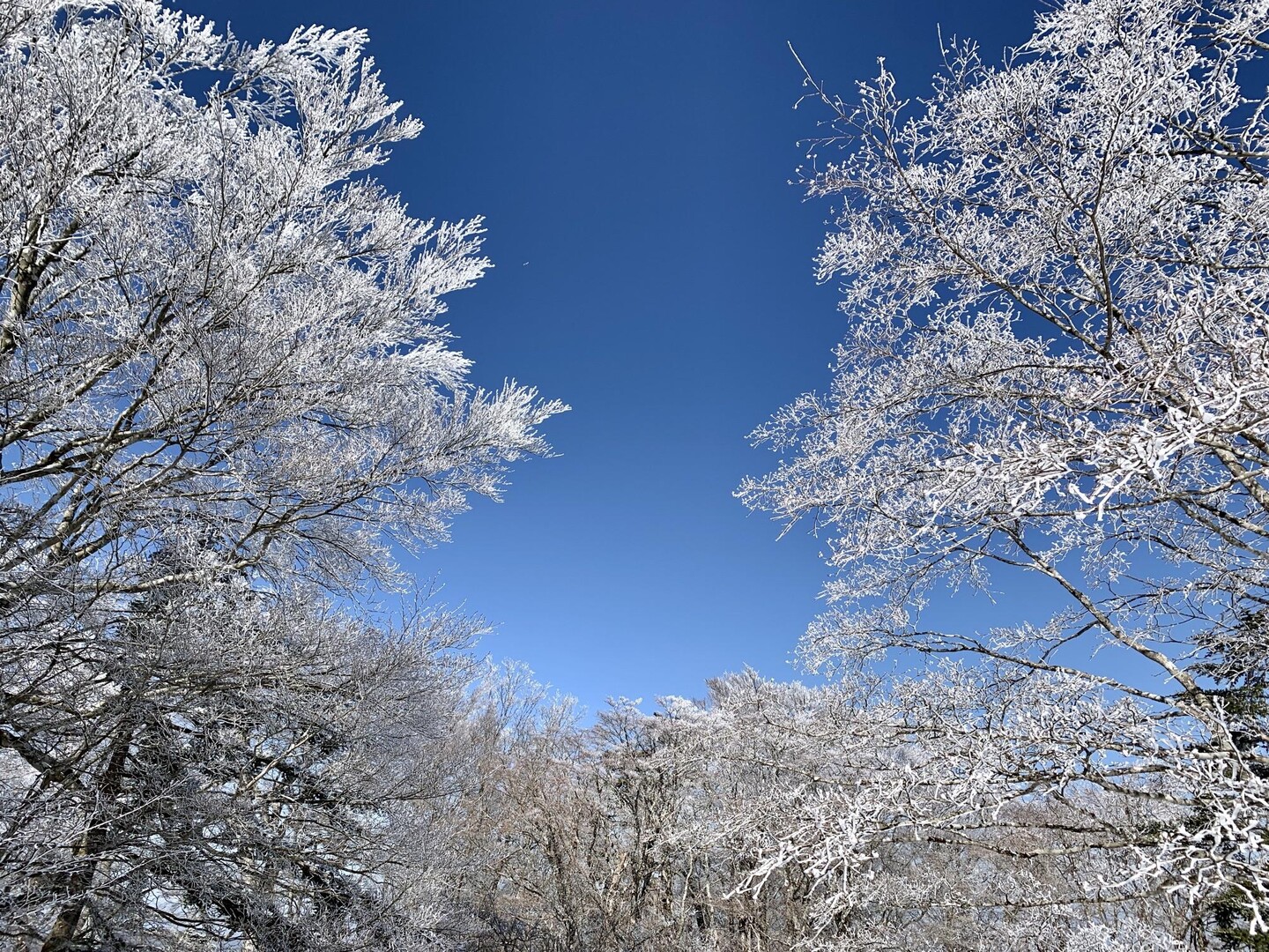 天女の舞 青空&霧氷 / nonpui(ノンプイ)さんの八経ヶ岳の活動日記 | YAMAP / ヤマップ