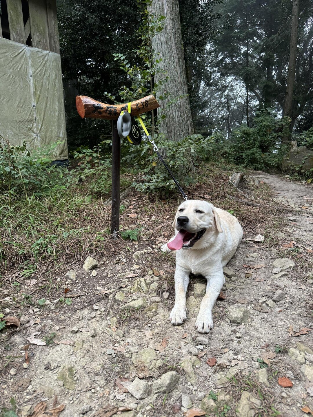大麻山 / marukoさんの大麻山・天円山の活動データ | YAMAP / ヤマップ