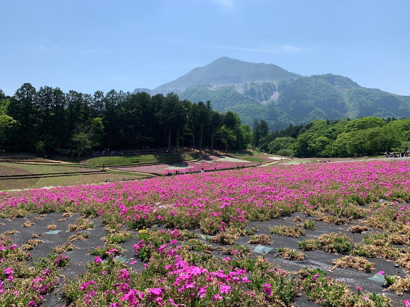 琴平丘陵〜羊山公園〜秩父神社-R05-05-05 / かずノコさんの武甲山・伊豆ヶ岳・小持山の活動データ | YAMAP / ヤマップ
