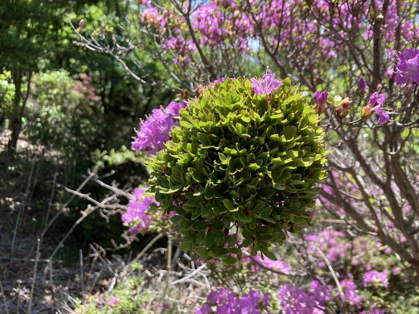 マリモなミヤマキリシマ🌸韓国岳、そして獅子戸岳へ / rikoさんの霧島山・韓国岳・高千穂峰・夷守岳・烏帽子岳の活動データ | YAMAP / ヤマップ