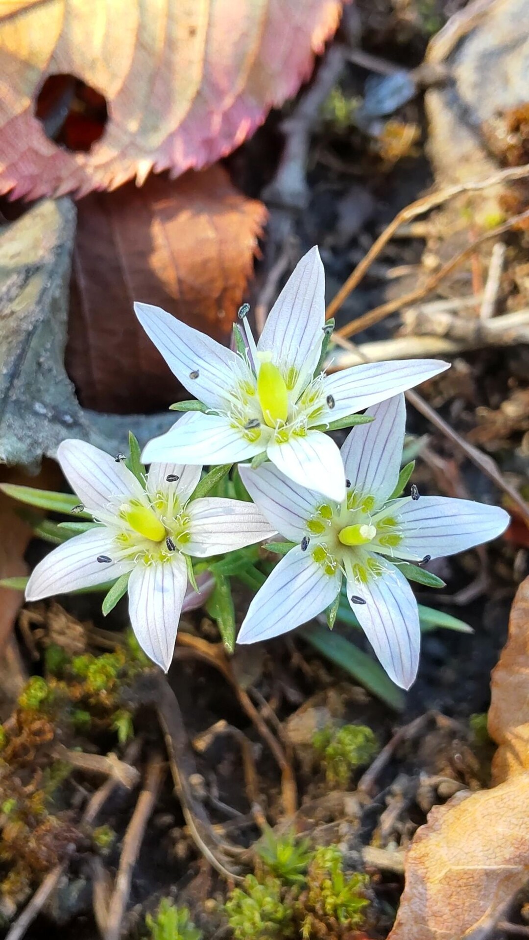 センブリの花咲く桜山🍀 / 🍀makokazu🍀さんの城峯山・破風山の活動データ | YAMAP / ヤマップ