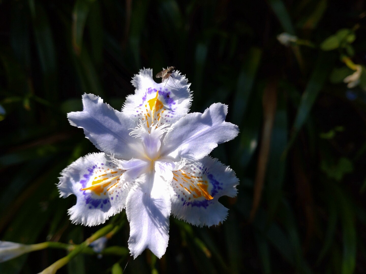 仕事前に、シャガの花を見に行ってきまし... / yuiさんのモーメント | YAMAP / ヤマップ