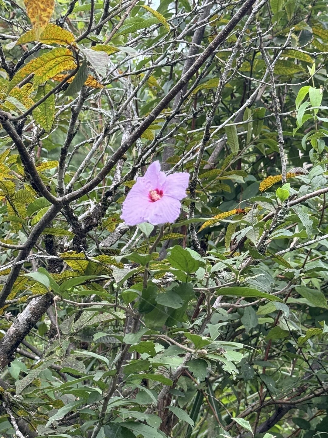 武奈ヶ岳・前山 / GKさんの比良山地・武奈ヶ岳・釈迦岳の活動データ | YAMAP / ヤマップ