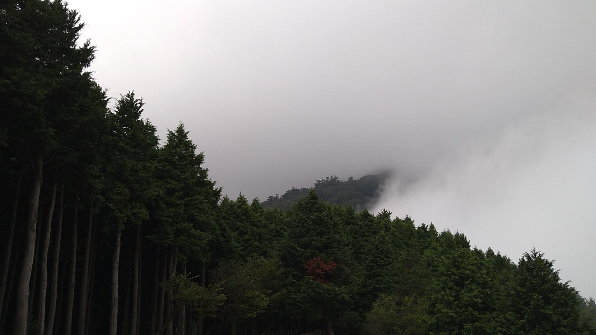 大山 / Oっchanさんの塔ノ岳・丹沢山・蛭ヶ岳の活動データ | YAMAP / ヤマップ
