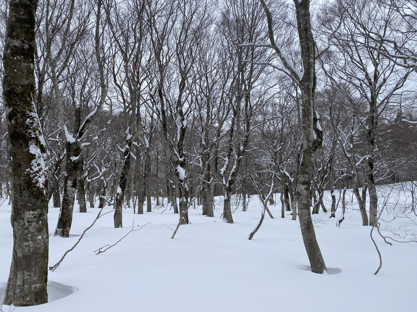 【花染山】守らなくちゃいけないブナ林がソコにある🌲 / R_MAXさんの船形山（御所山）・泉ヶ岳・蛇ヶ岳の活動データ | YAMAP / ヤマップ