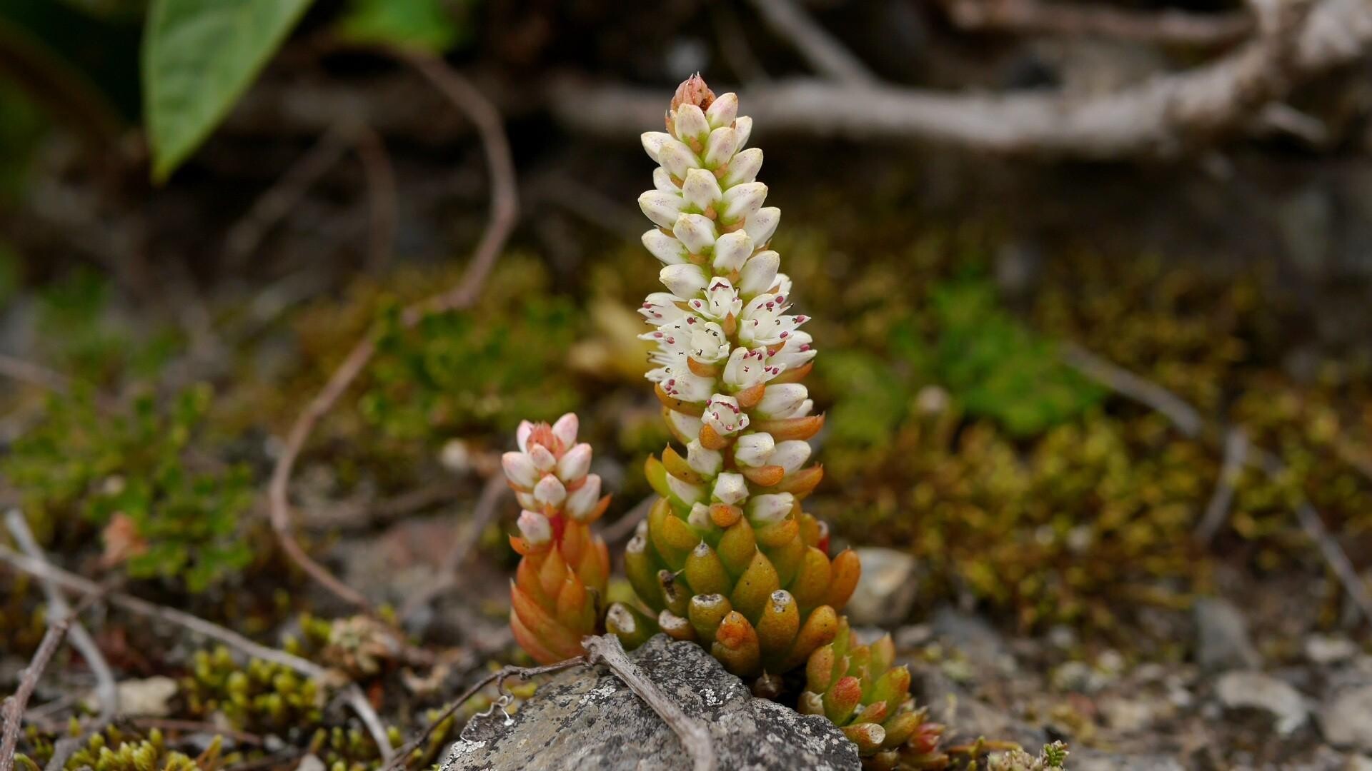まんさん名付けの花 / 3104さんの黒髪山・青螺山の活動データ | YAMAP / ヤマップ