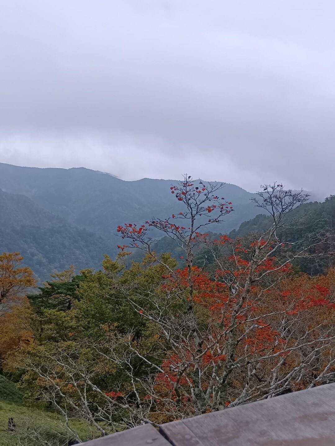大台ヶ原山（日出ヶ岳） / megさんの大台ヶ原山・日出ヶ岳・大杉谷の活動データ | YAMAP / ヤマップ