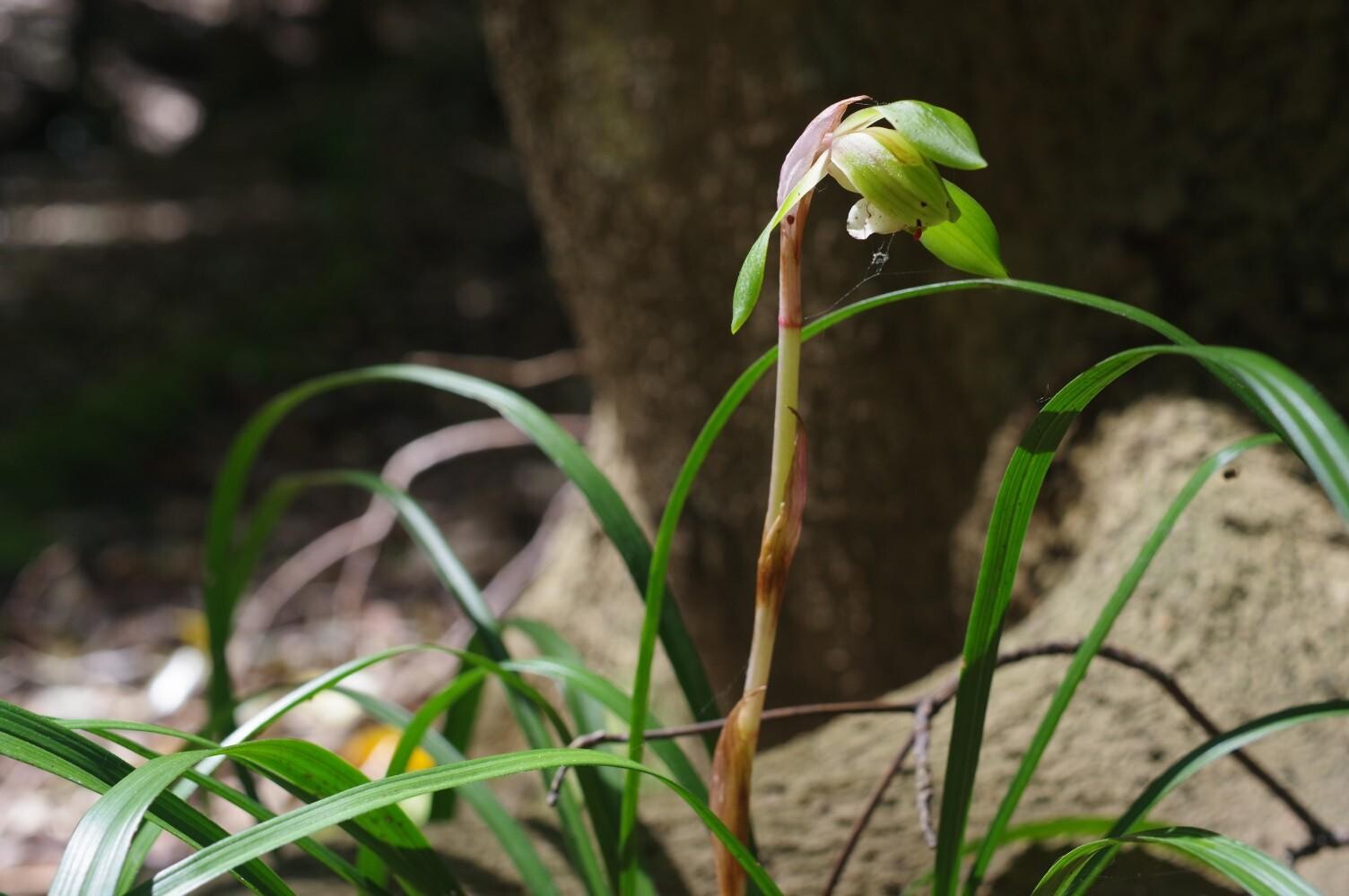 ABY BNFを偵察 油山 / yossyさんの油山・荒平山・片縄山の活動データ | YAMAP / ヤマップ