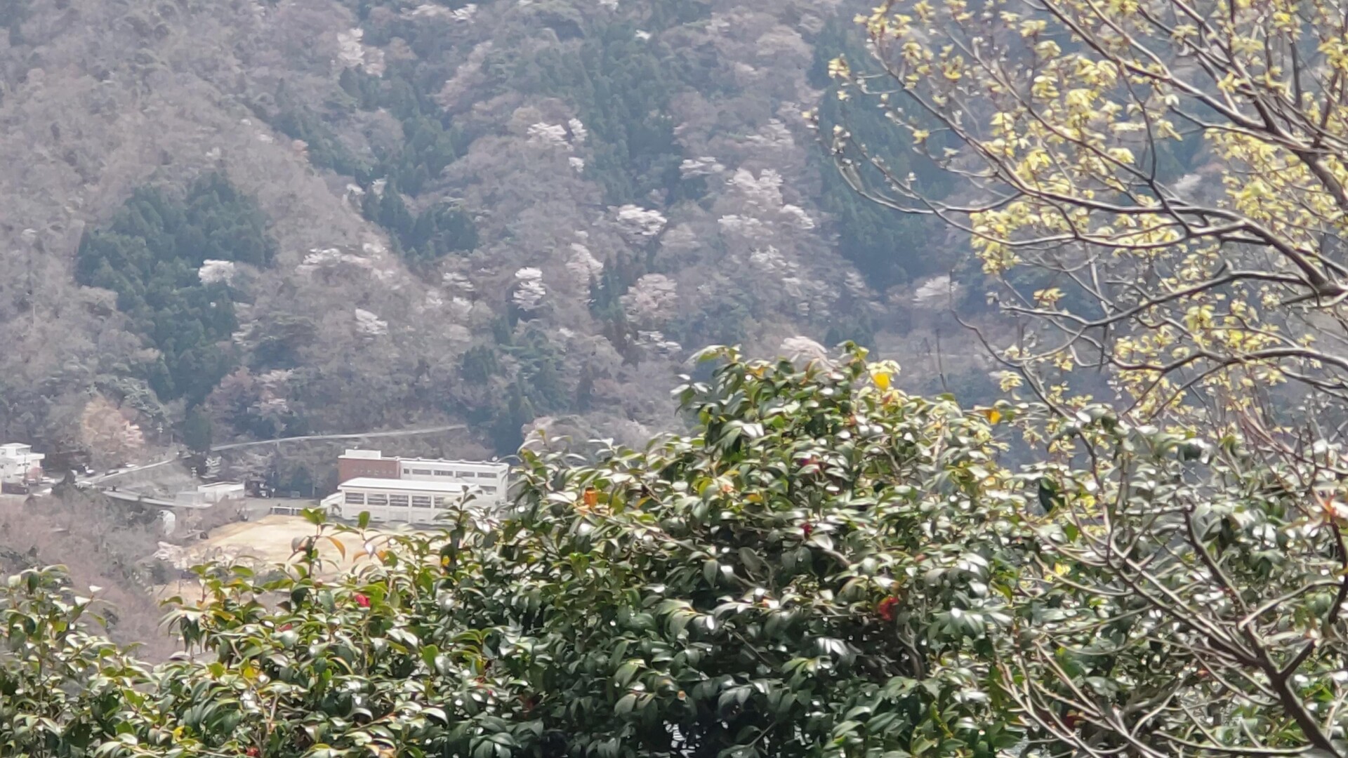 山桜の常神半島縦走 / ss43mさんのハイキングの活動データ | YAMAP / ヤマップ