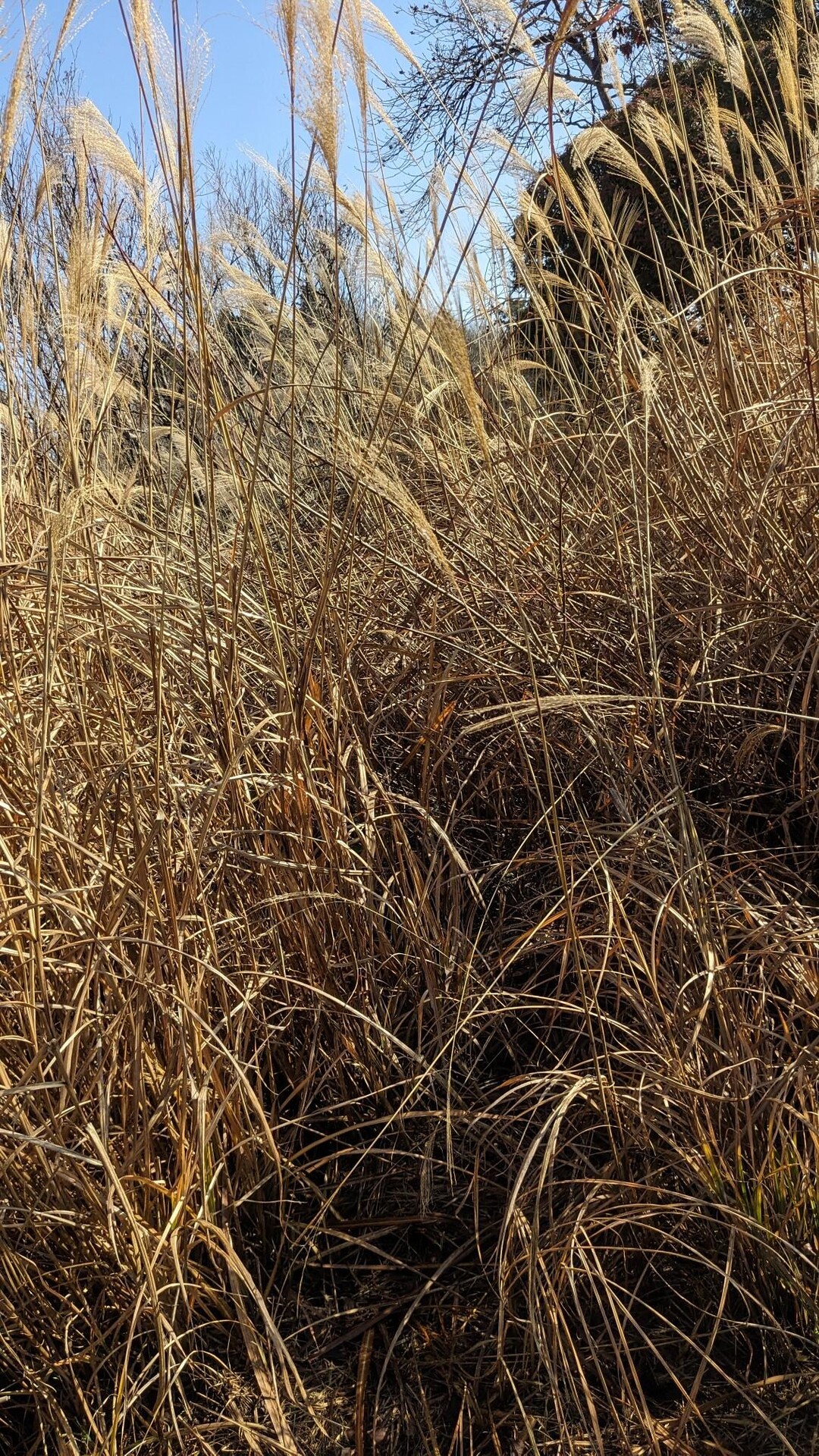 平石山 〜NTT電波塔側から登ってみました〜 / クロシロくまさんさんの平石山の活動データ | YAMAP / ヤマップ