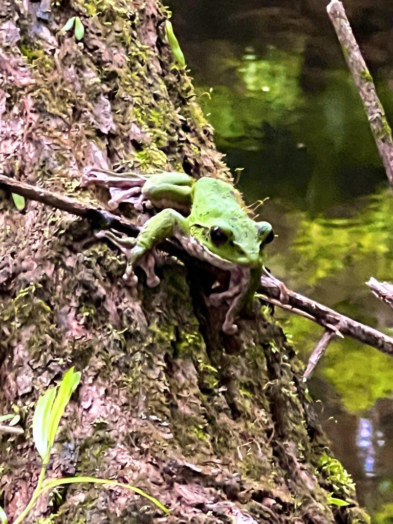 沢山のモリアオガエルがいた。茶色ぽいカエ... / ryunosukeさんのモーメント | YAMAP / ヤマップ