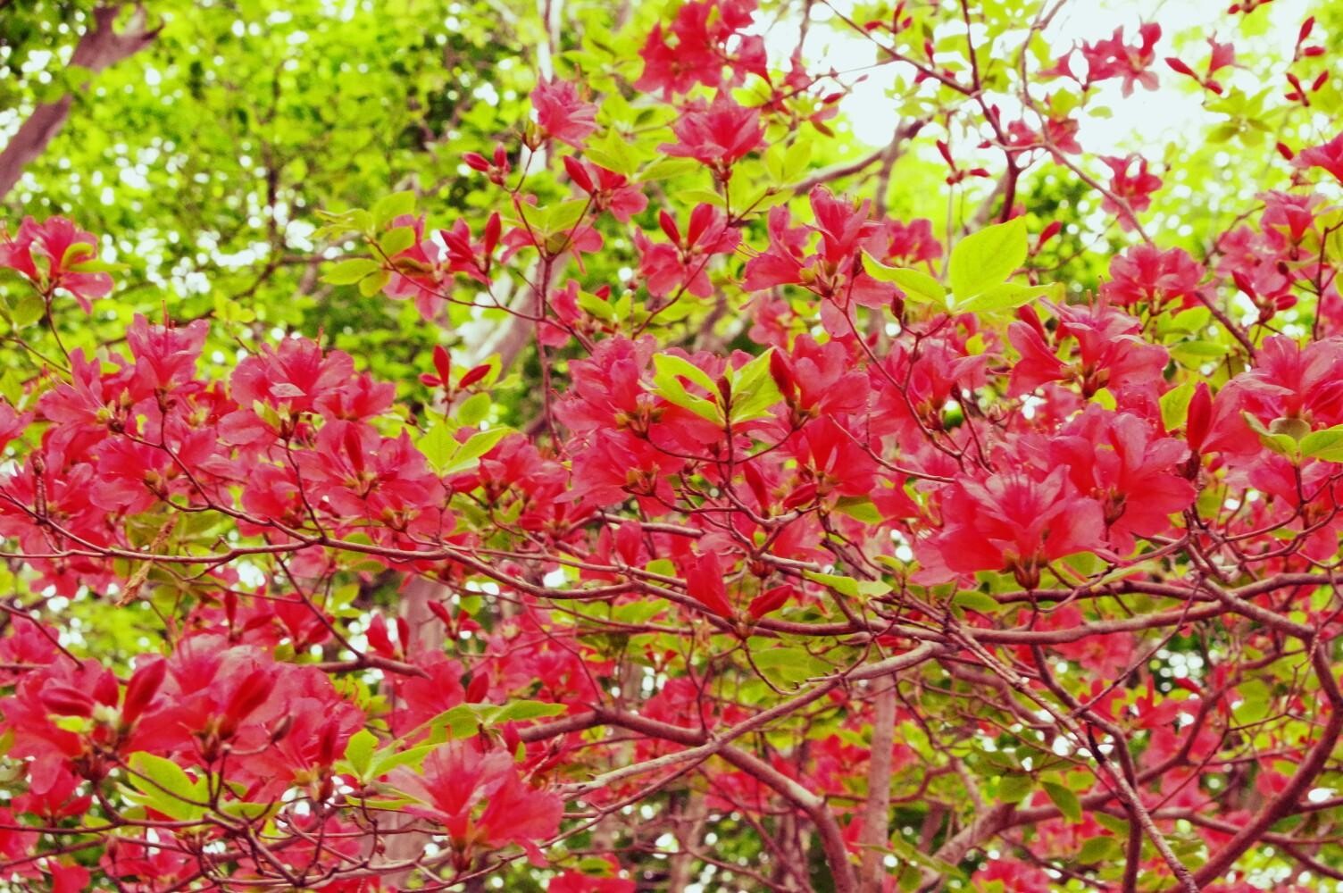 篭山・駒ヶ岳・黒檜山 / Yabu-Inuさんの赤城山・黒檜山・荒山の活動データ | YAMAP / ヤマップ