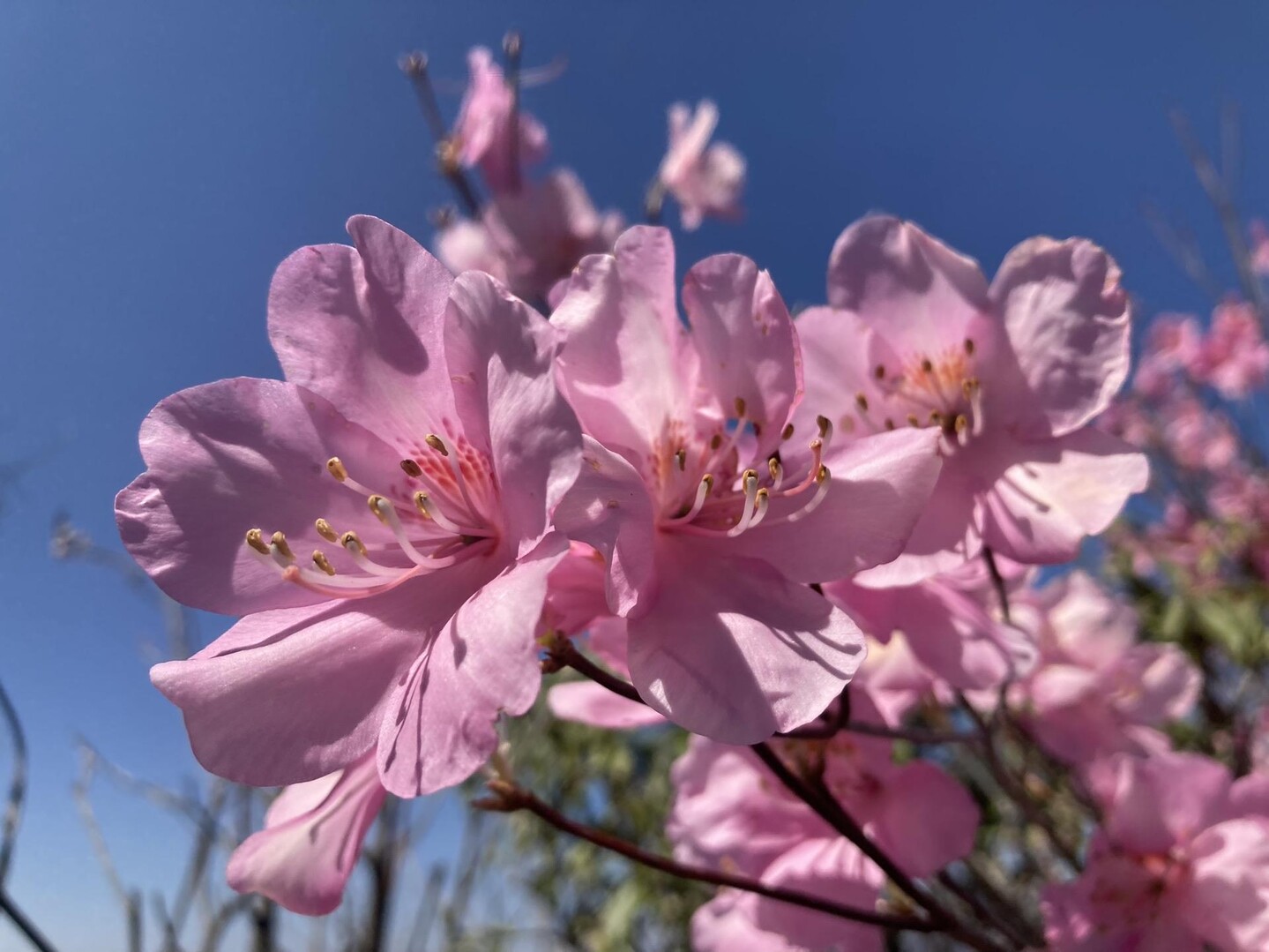 前衛峰・小沢岳 / KI KIさんの鹿岳・黒滝山の活動データ | YAMAP / ヤマップ