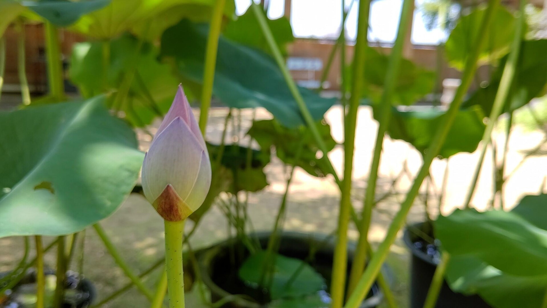 69😆愛宕山 / megさんの能古島の活動データ | YAMAP / ヤマップ