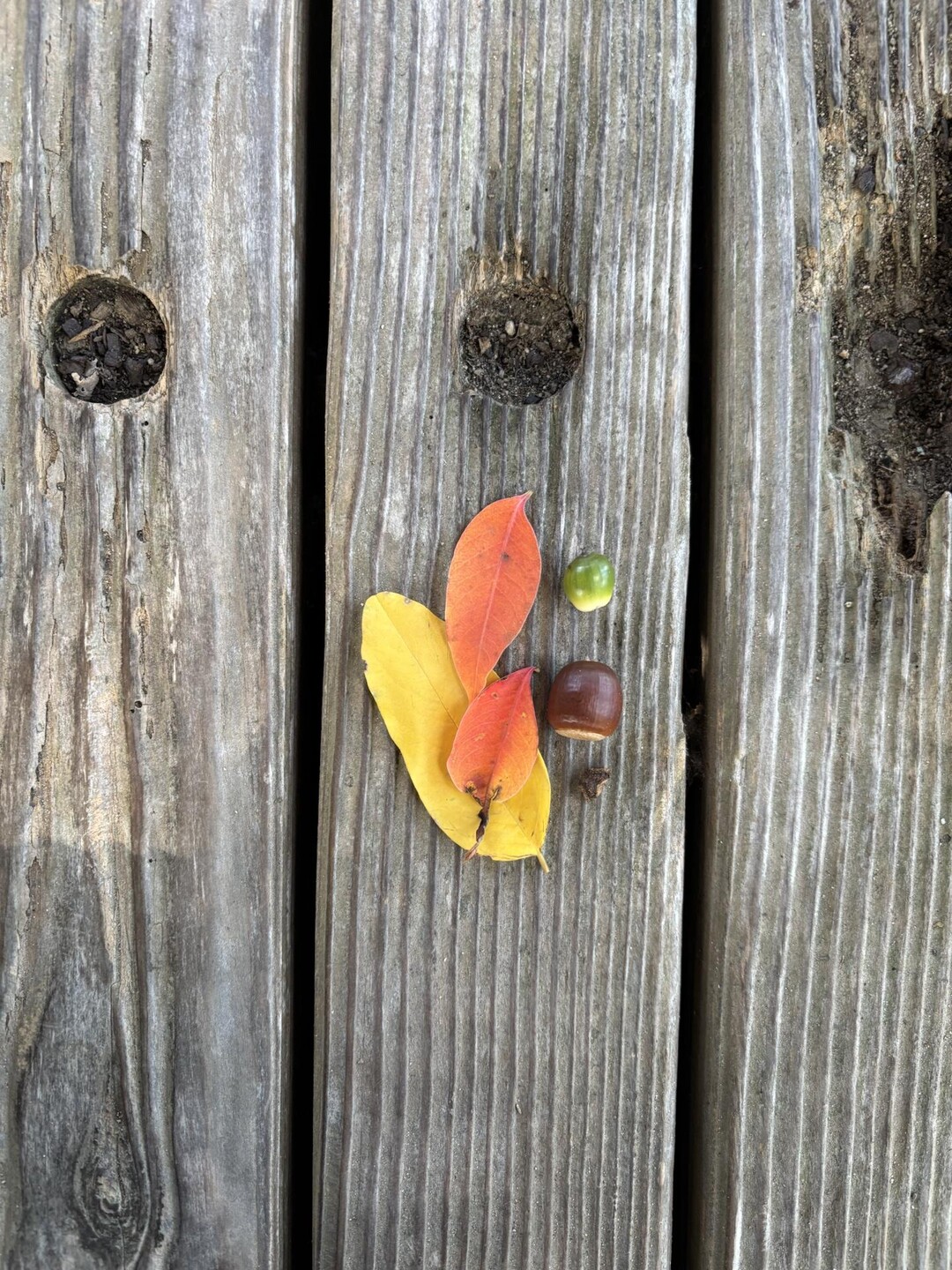 今年も秋を集めました。 カマキリに会っ... / a.o_____yamaさんのモーメント | YAMAP / ヤマップ