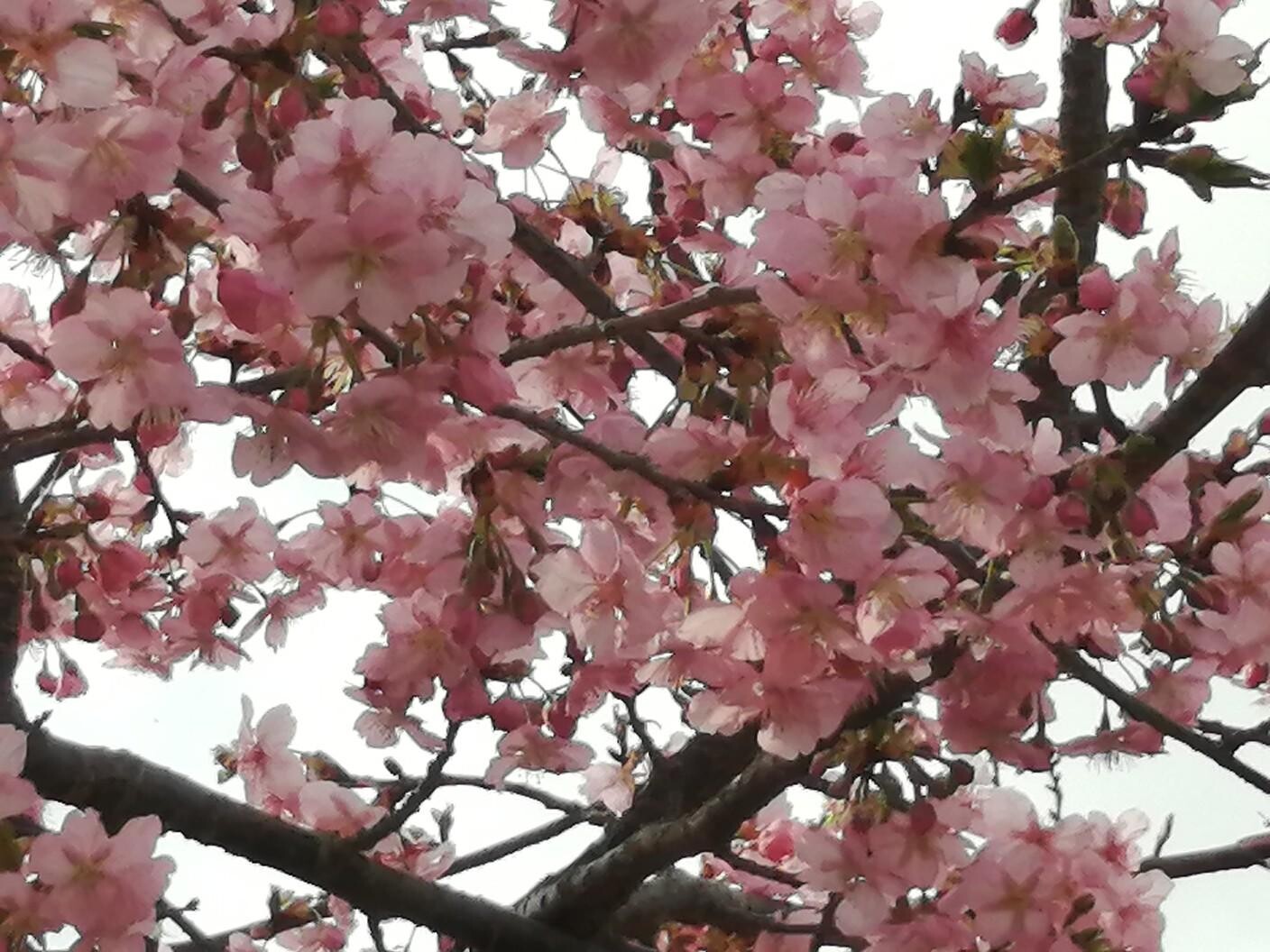 丸山城跡🏯・東広島安芸バイパス / Mini Houseさんの安芸アルプス・鉾取山・金ヶ燈篭山の活動データ | YAMAP / ヤマップ