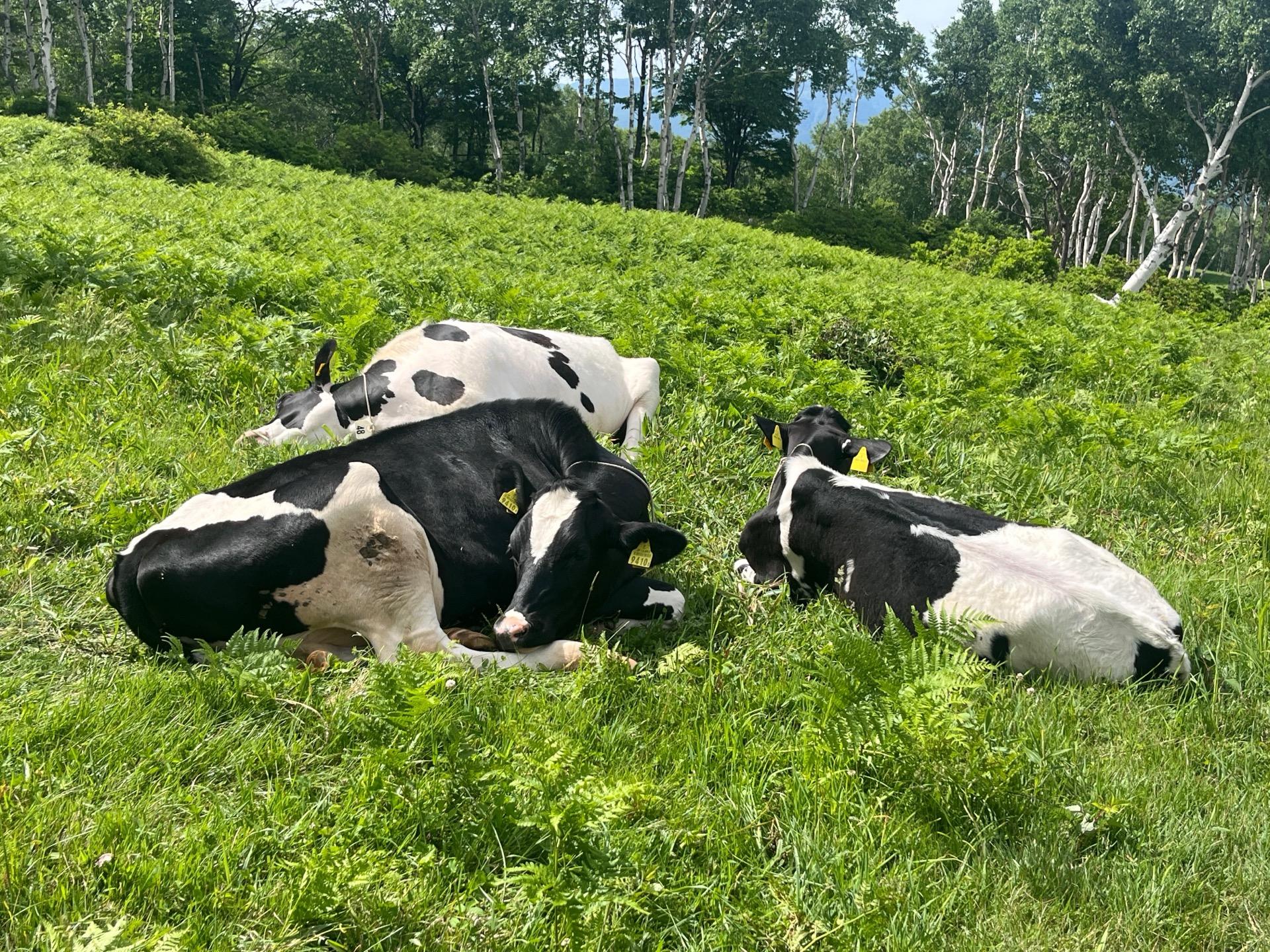 四阿山 / KOHさんの四阿山・根子岳の活動日記 | YAMAP / ヤマップ