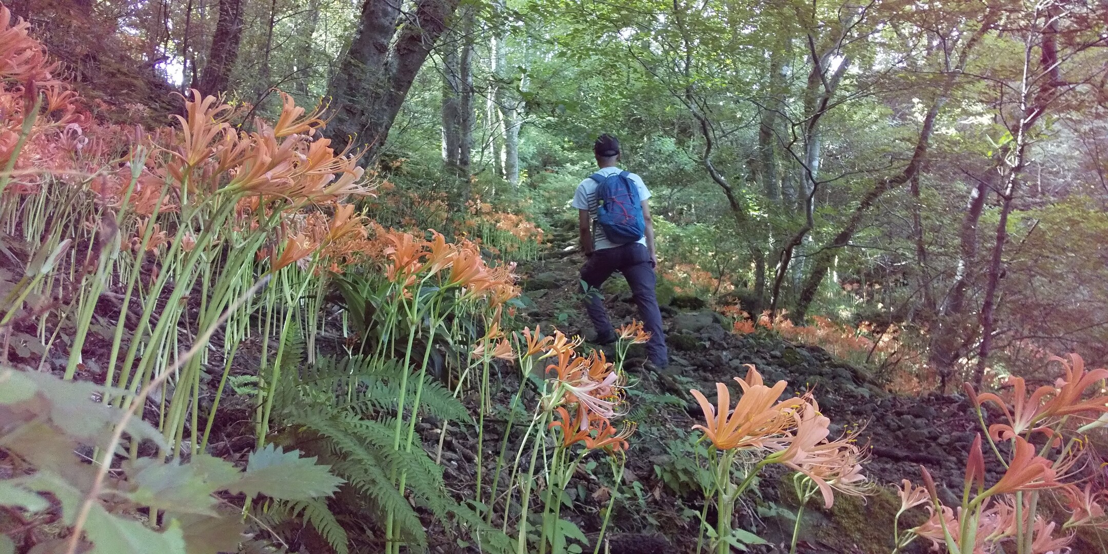 🦊に取り憑かれ八幡岳 / mountzen さんの八幡岳・眉山・女山の活動データ | YAMAP / ヤマップ